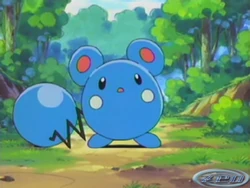 Azurill (PMD) ver 2 | PokéFanon | Fandom