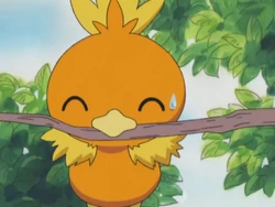 Torchic (mystery dungeon) | PokéFanon | Fandom