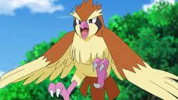 Poppo the pidgey | PokéFanon | Fandom