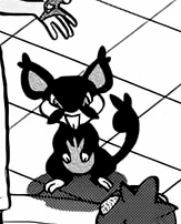 Rattata | Pokémon Wiki | Fandom