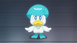 Quaxly | Pokémon Wiki | Fandom