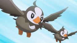 Starly | Pokémon Wiki | Fandom