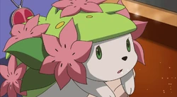 Shaymin | Pokémon Wiki | Fandom