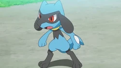 Riolu | Pokémon Wiki | Fandom