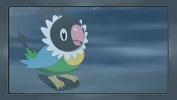 Chatot | Pokémon Wiki | Fandom