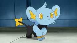 Shinx | Pokémon Wiki | Fandom