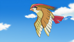 Pidgeot | Pokémon Wiki | Fandom