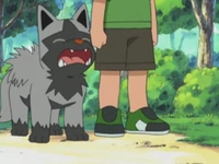 Max/Galeria | PokéPédia | Fandom