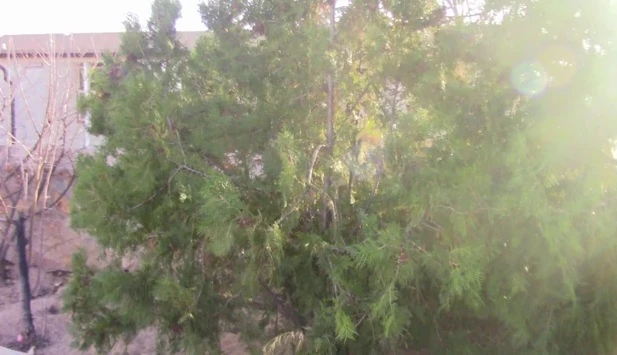 Whispy Forest | PokleTheWiki | Fandom