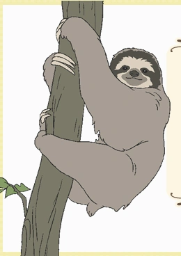 Sloth | Polar Bear Café | Fandom