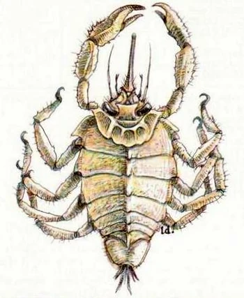 Cave Fisher | Polaris D&D Wiki | Fandom