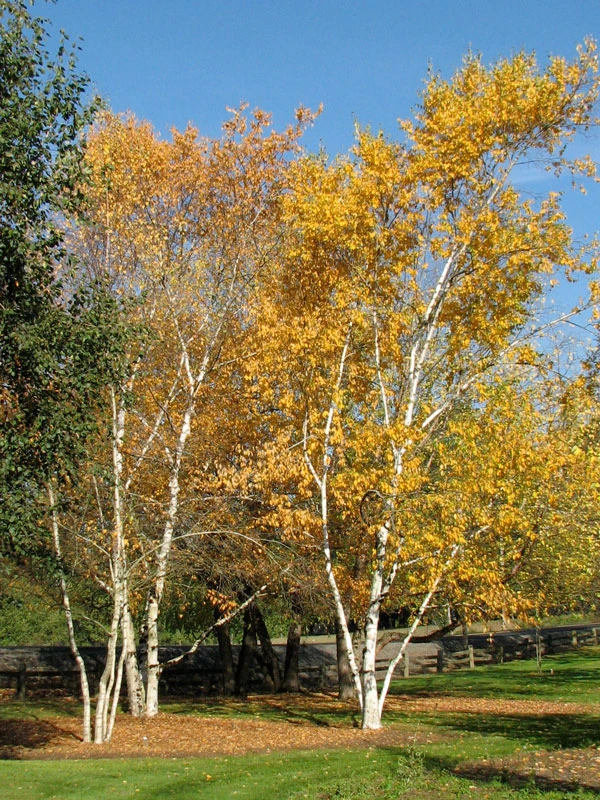 Birch Tree | Polaris D&D Wiki | Fandom
