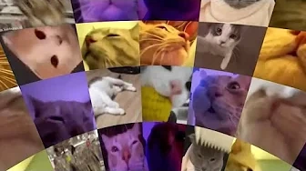 Cats Vibing in Virtual Reality | Polygon Donut Wiki | Fandom