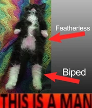 I Turned My Viewers Cats Into Memes | Polygon Donut Wiki | Fandom