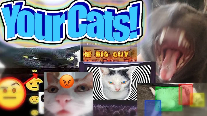 I Turned My Viewers Cats Into Memes | Polygon Donut Wiki | Fandom