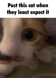 I Turned My Viewers Cats Into Memes | Polygon Donut Wiki | Fandom