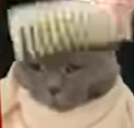 Cats Vibing in Virtual Reality | Polygon Donut Wiki | Fandom