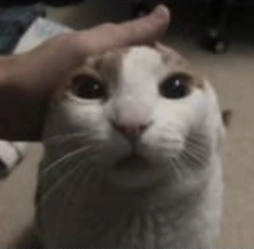 Cat (Catmeme Timeline) | Polygon Donut Wiki | Fandom