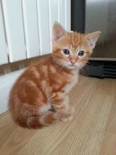 Poppy Cat (character) | Poppy cat Wiki | Fandom