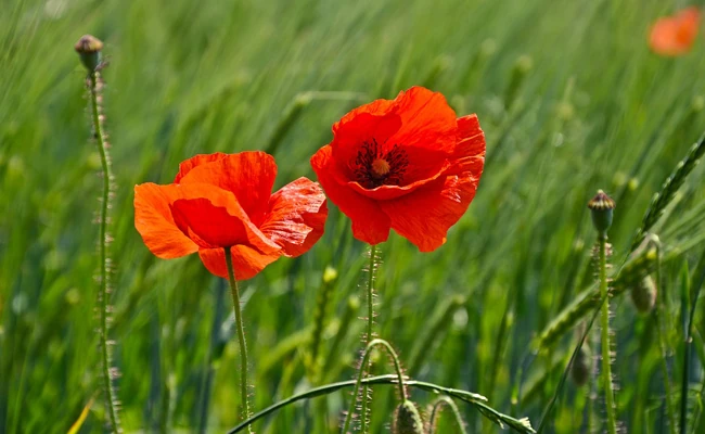 Les Fleurs de Coquelicots | Wiki Poppy Playtime | Fandom