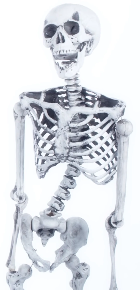 Skeleton | Poppy Wiki | Fandom