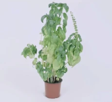 Plant | Poppy Wiki | Fandom