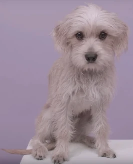 Wiggy | Poppy Wiki | Fandom