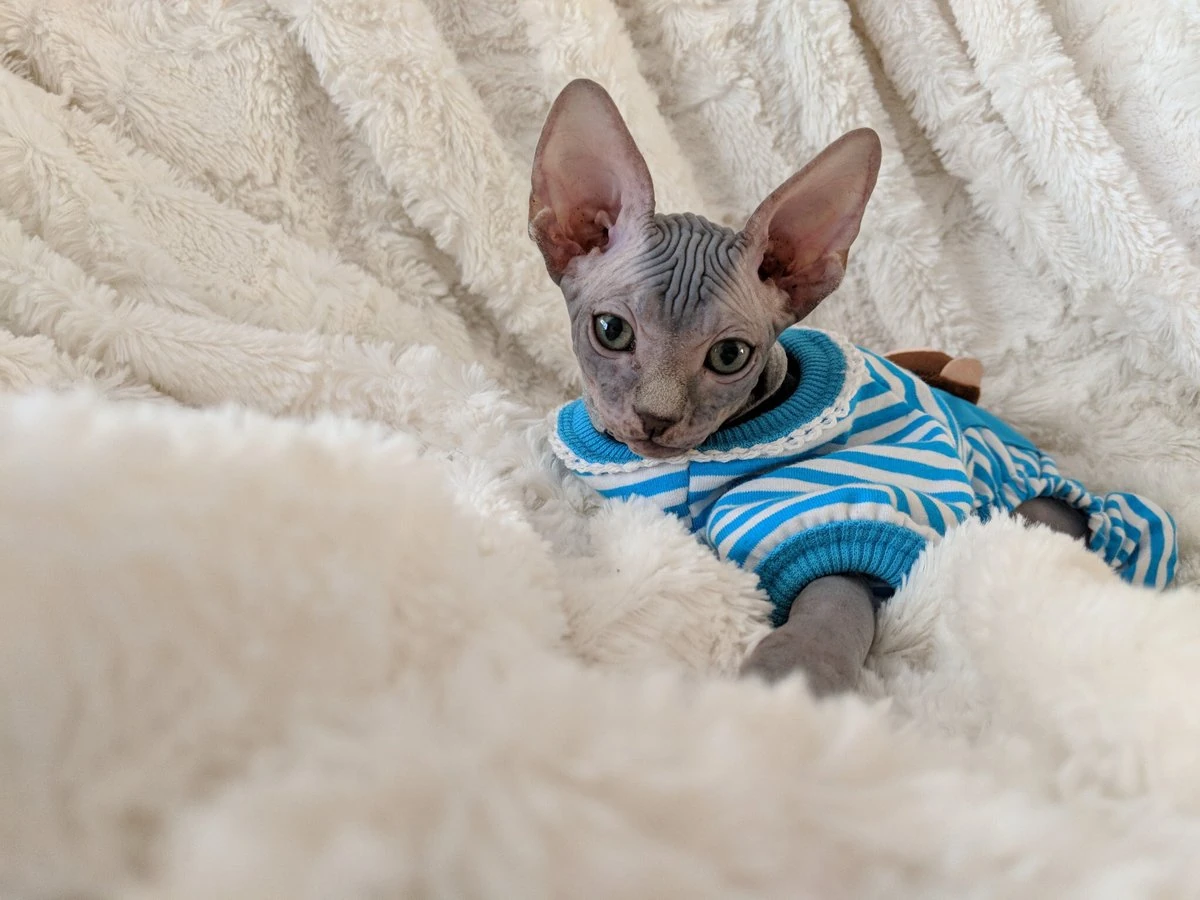 Pi/Gallery | Poppy Wiki | Fandom