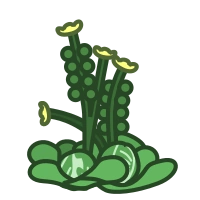 Crop: Brassica | The Unofficial Poppy Seed Pets Wiki | Fandom