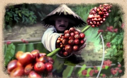 Coffee | Port Royale 4 Wiki | Fandom