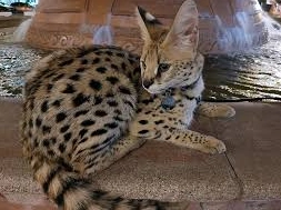 Hope | Possible History Wiki | Fandom