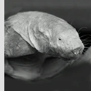 Photo (Corkscrew RuLes) | Postal Wiki | Fandom