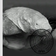 Photo (Corkscrew RuLes) | Postal Wiki | Fandom