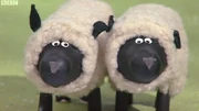 Sheep | Postman Pat Wiki | Fandom
