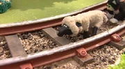 Sheep | Postman Pat Wiki | Fandom