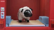 Sheep | Postman Pat Wiki | Fandom