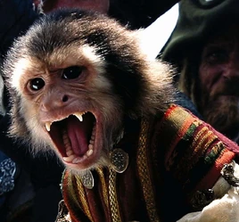 Jack the Monkey | Pirates of the Caribbean Trilogy Wiki | Fandom