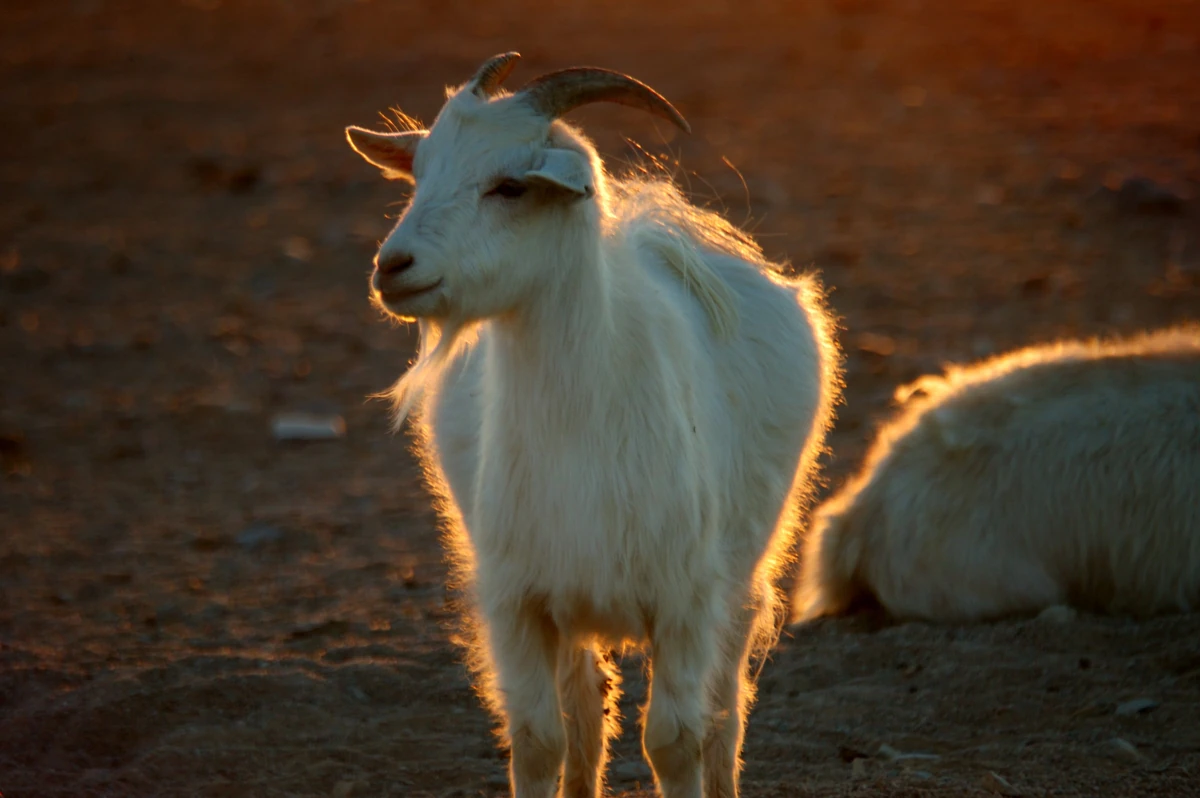 User blog:Jeremiah Garland/If I Imagined You as a Goat | POTCO Players ...