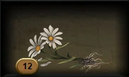 Daisy Roots | Pottermore Wiki | Fandom