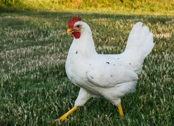 White Chicken Images
