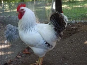 Delaware Chicken | Poultry Wiki | Fandom