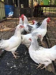 Delaware Chicken | Poultry Wiki | Fandom