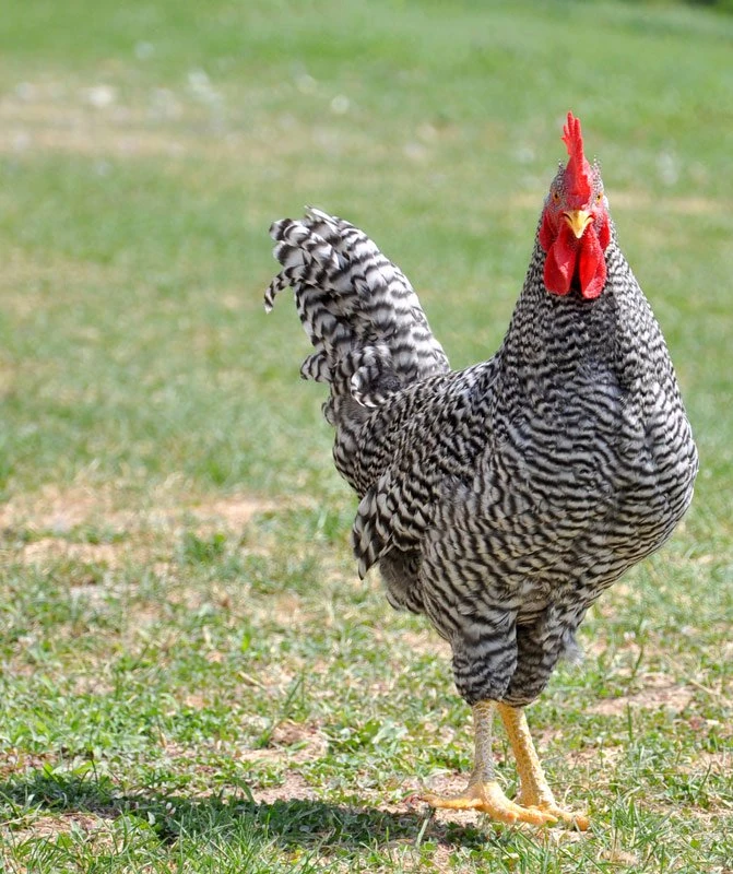 Plymouth Rock Chicken | Poultry Wiki | Fandom