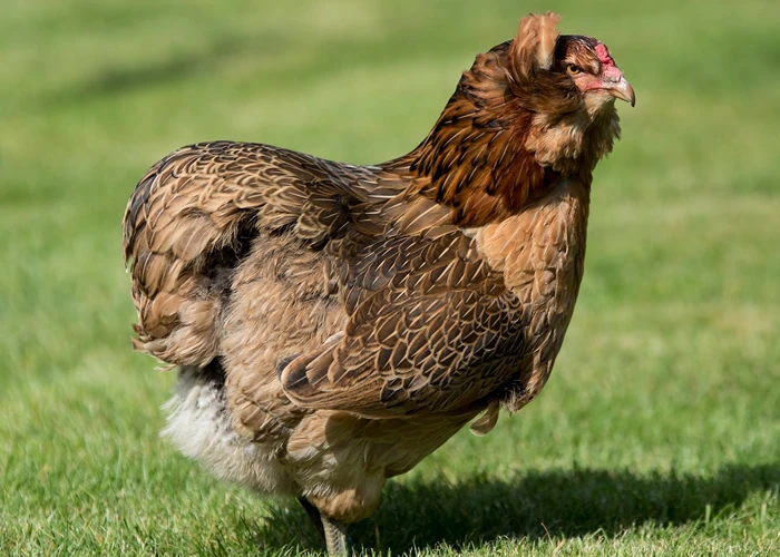 Araucana Chicken | Poultry Wiki | Fandom