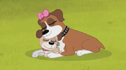 Cookie | Pound Puppies 2010 Wiki | Fandom