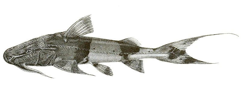 Goonch (Real Life) | Power Level World Wiki | Fandom