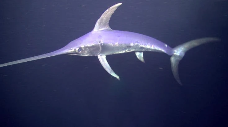 swordfish swimming level
