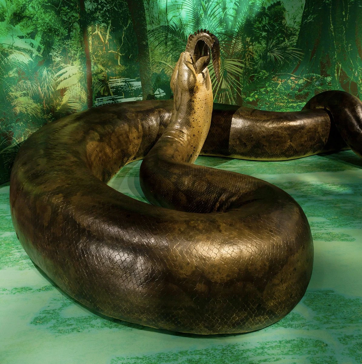 Titanoboa (Real Life) | Power Level World Wiki | Fandom