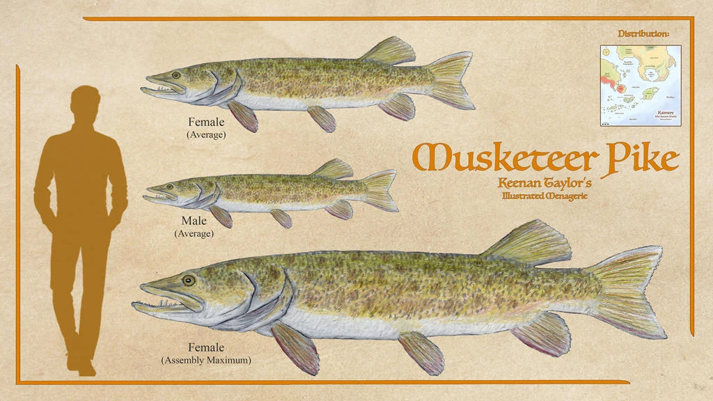 Musketeer Pike | Power Level World Wiki | Fandom