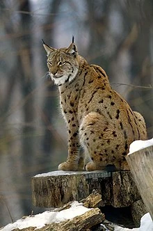 Lynx (Real Life) | Power Level World Wiki | Fandom